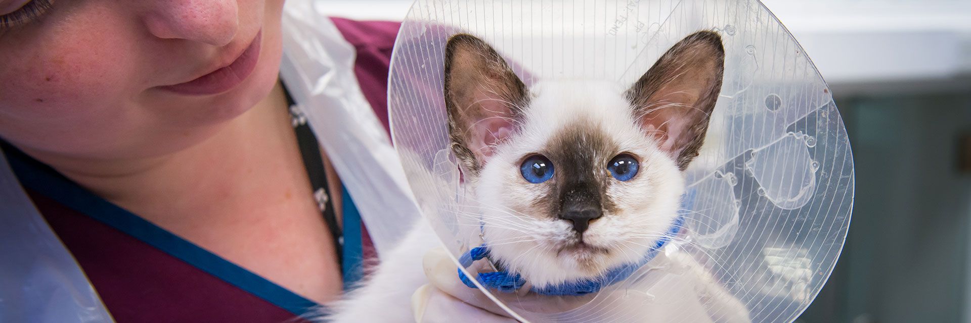 Pet owners - Fitzpatrick Referrals