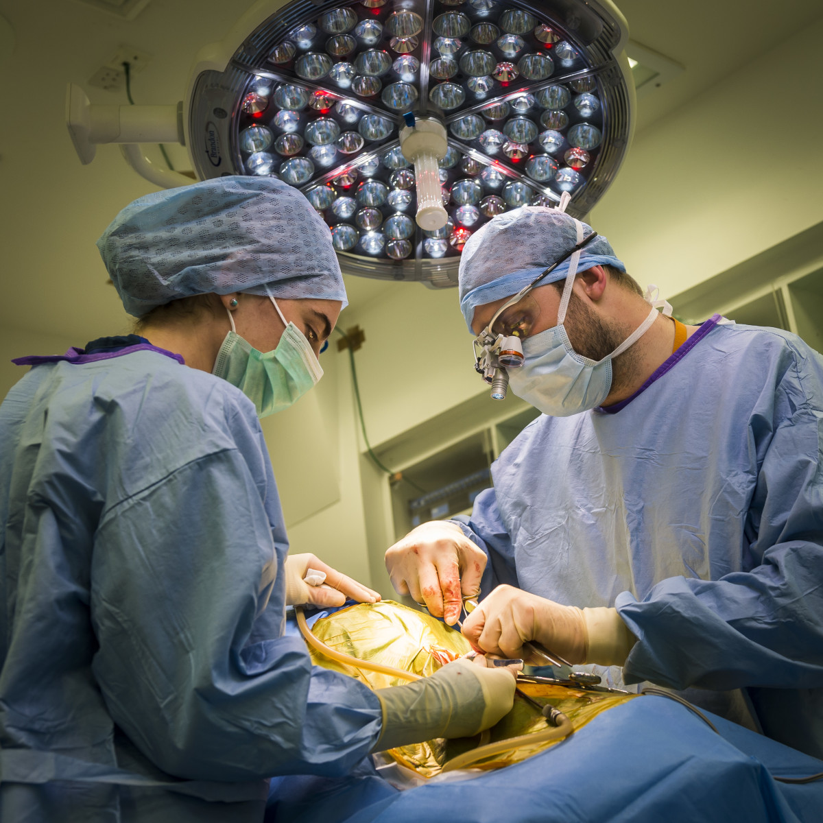 Neurology Service - Fitzpatrick Referrals