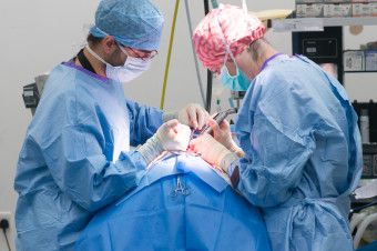 Intervertebral Disc Disease (IVDD) - Fitzpatrick Referrals