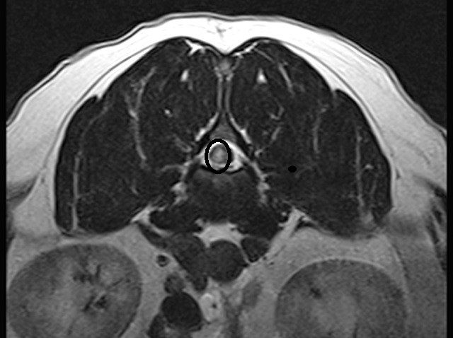 Fibrocartilaginous Embolism (FCE) - Fitzpatrick Referrals
