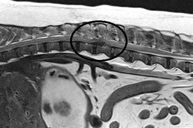 Intervertebral Disc Disease (IVDD) - Fitzpatrick Referrals