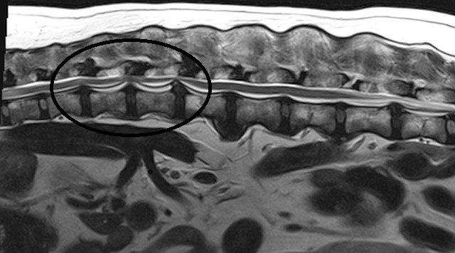 Intervertebral Disc Disease (IVDD) - Fitzpatrick Referrals
