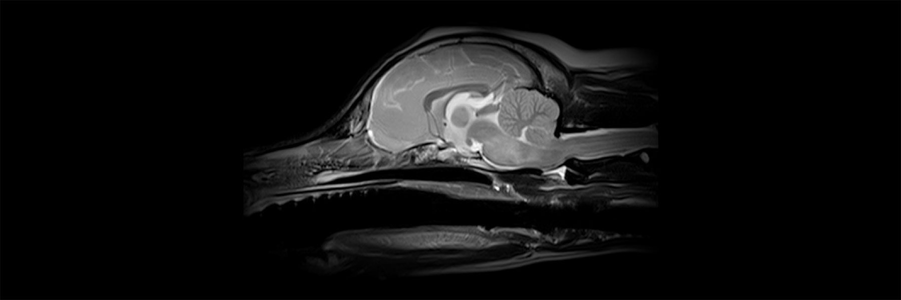 Veterinary referral services at Fitzpatrick Referrals