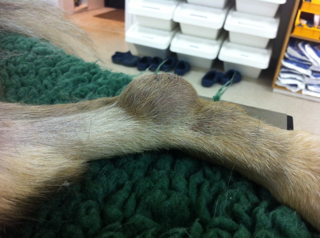 Dog Soft Tissue Sarcoma Life Expectancy No Treatment Captions Tempo Dog Soft Tissue Sarcoma Life Expectancy No Treatment Captions Tempo