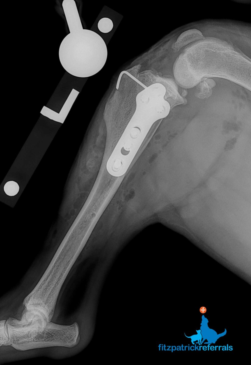 Pepper's story - bilateral TPLO for cruciate ligament disease ...