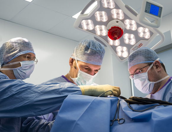 World-Class Veterinary Specialists for Small Animals - Fitzpatrick ...