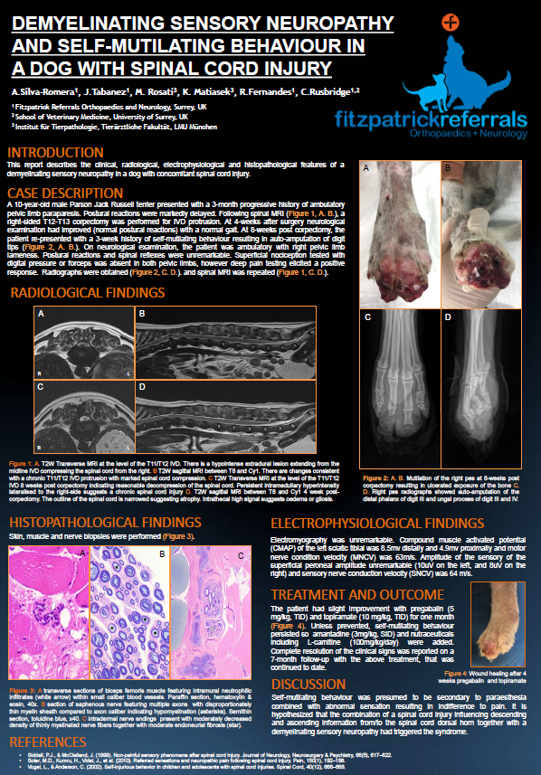 Neurology team presenting posters at 32nd ESVN-ECVN Symposium in Poland ...