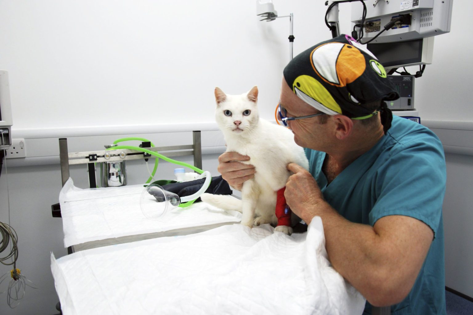 World-Class Veterinary Specialists for Small Animals - Fitzpatrick ...