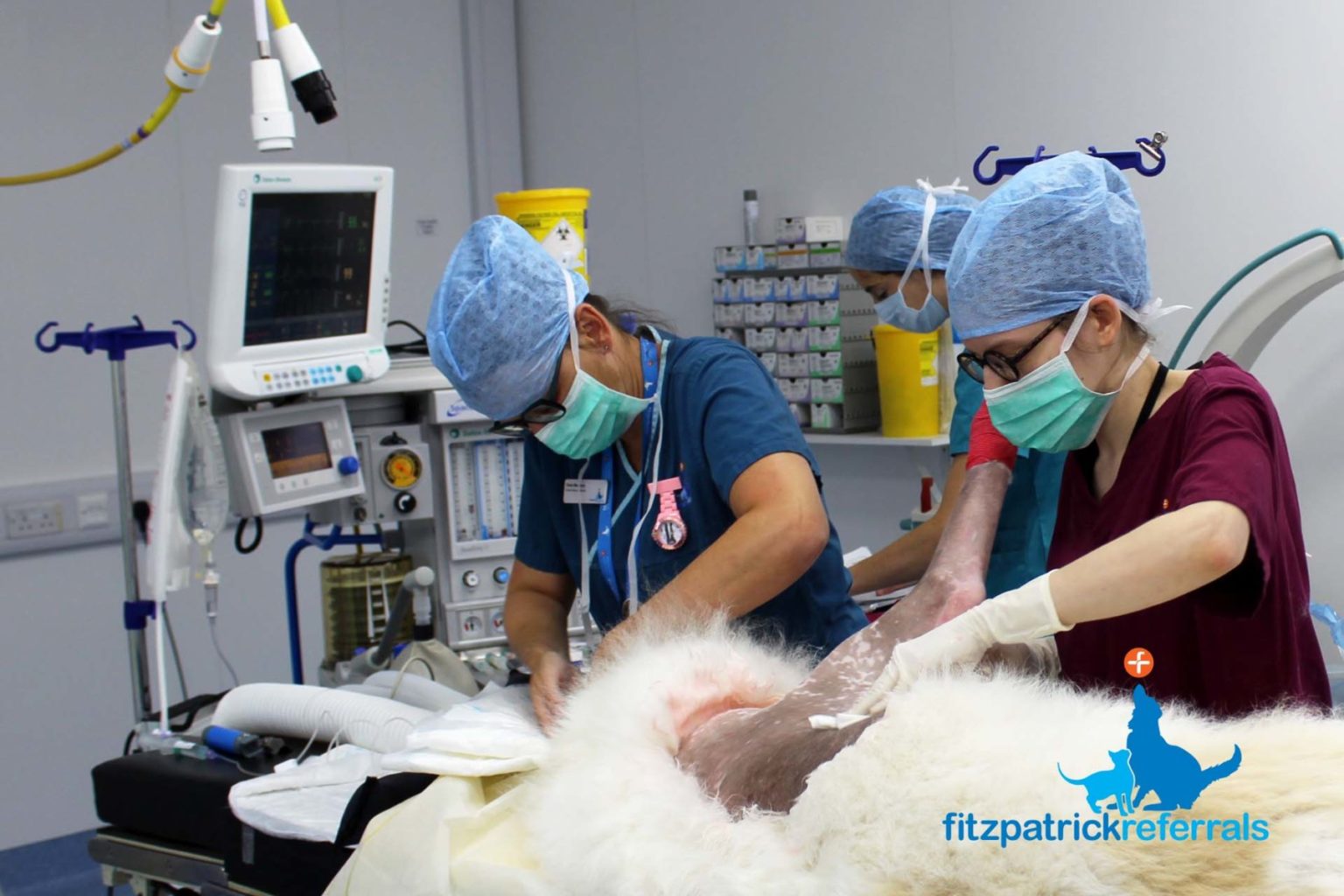 Fitzpatrick Referrals participating in RCVS scheme to support the NHS ...