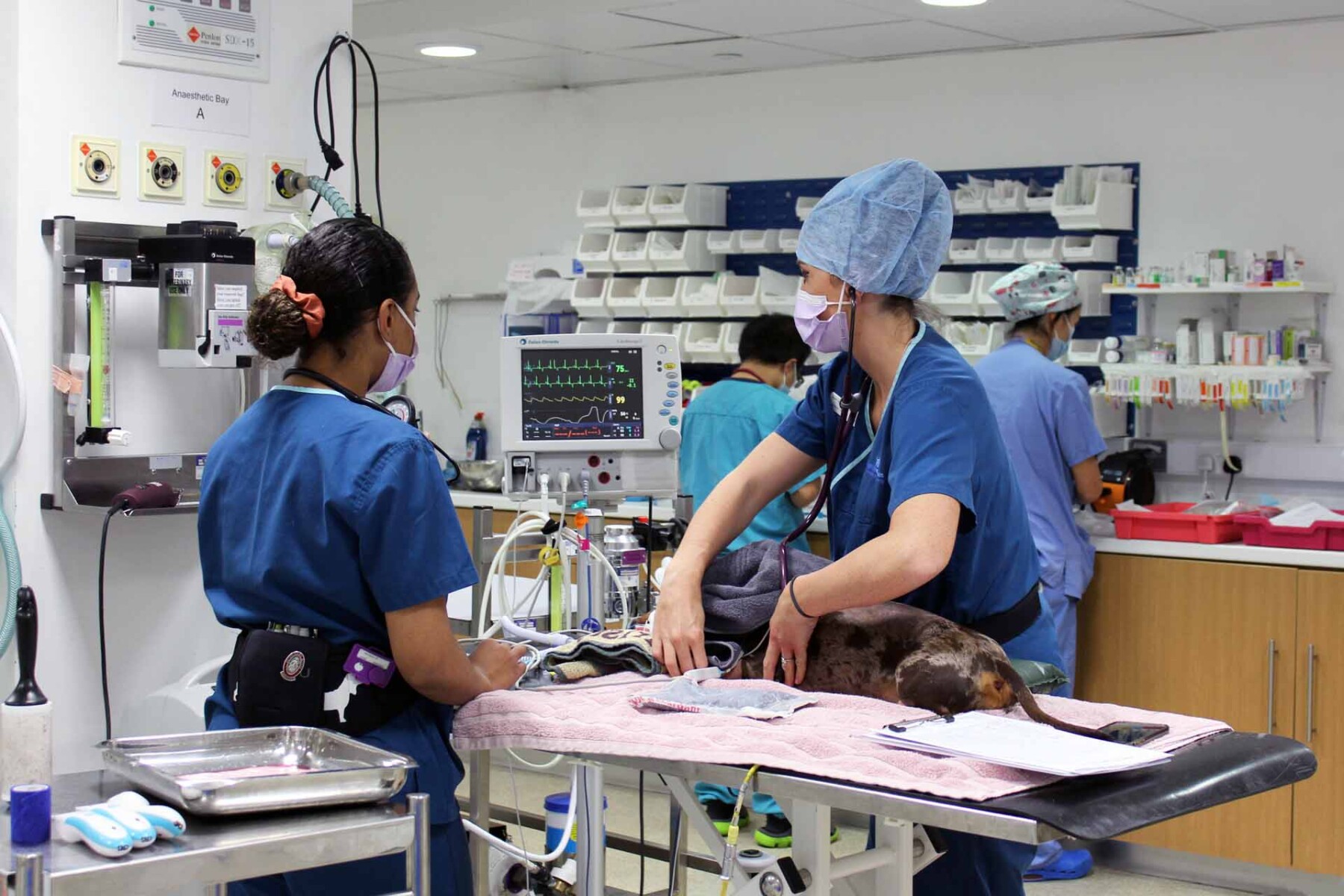 World-Class Veterinary Specialists for Small Animals - Fitzpatrick ...