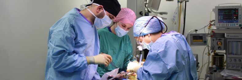 Veterinary referral services at Fitzpatrick Referrals