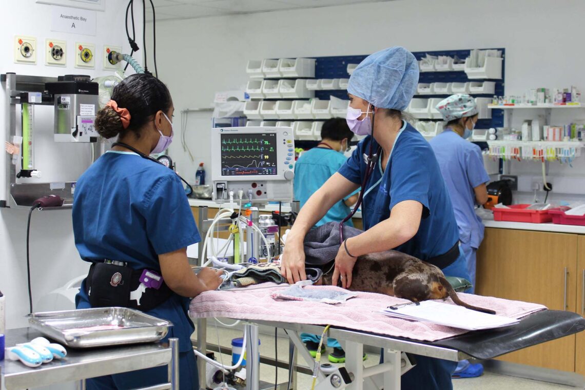 World-Class Veterinary Specialists for Small Animals - Fitzpatrick ...